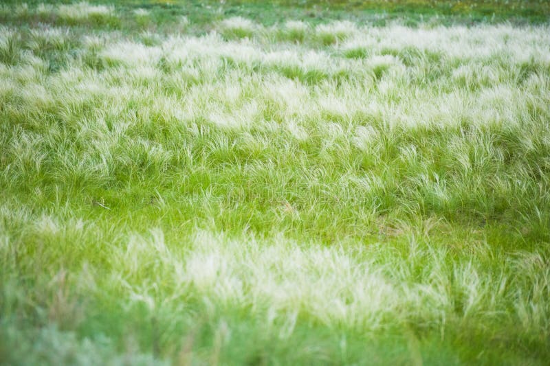 Feather Grass in the Sunlight in the Afternoon Winds Stock Image ...