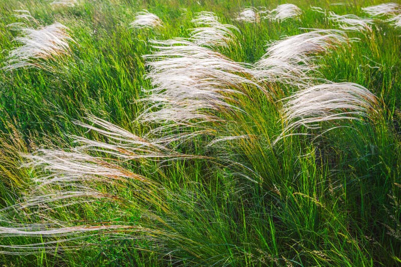 Feather Grass at Sunset in the Field Stock Image - Image of stipa ...