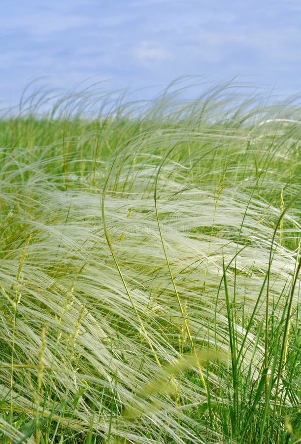 Feather grass stock photo. Image of leaf, field, footage - 30485536