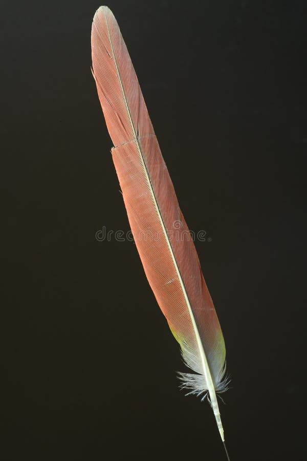 Feather of Green-cheeked Parakeet Stock Image - Image of black, green ...