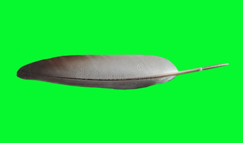 Feather stock photo. Image of green, beauty, smooth, black - 53100004