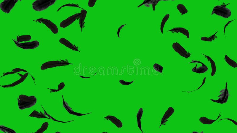 Feather Green Screen Bacgrounds 4k Stock Video - Video of digital ...