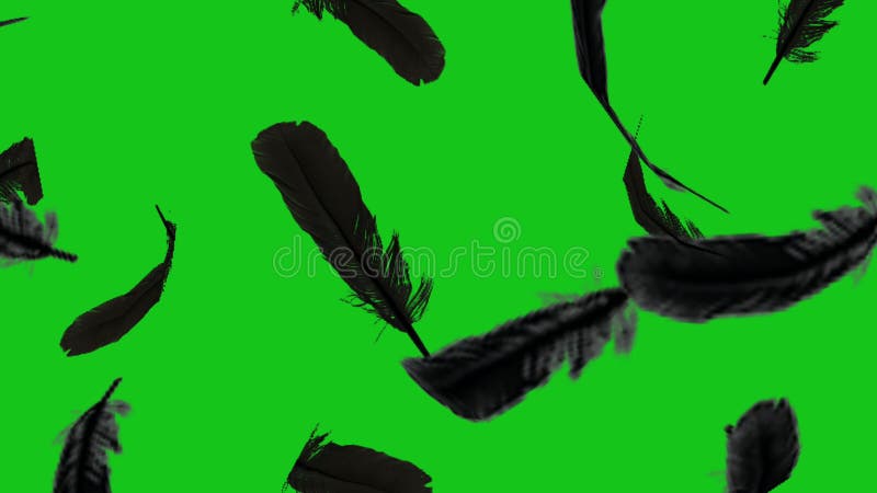 Feather Green Screen Bacgrounds 4k Stock Footage - Video of wing ...