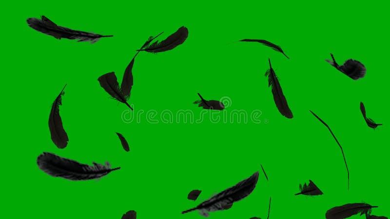 Feather High Quality Green Screen 4k Bacground Stock Footage - Video of ...