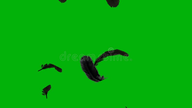 Feather Green Screen Bacgrounds 4k Stock Video - Video of effect ...