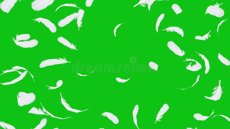 Feather Green Screen Bacgrounds 4k Stock Footage - Video of shiny ...
