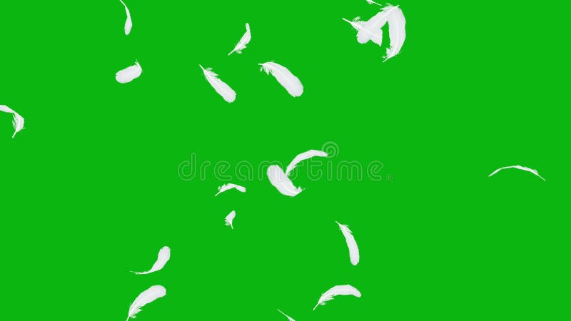 Feather Green Screen Bacgrounds 4k Stock Video - Video of wing, fluffy ...