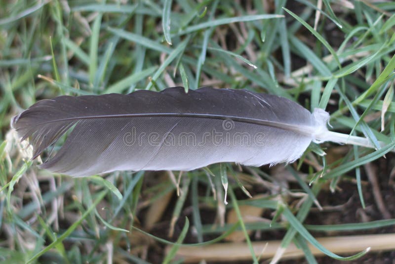 Feather grey 6355 c2 stock photo. Image of colors, feather - 170777838