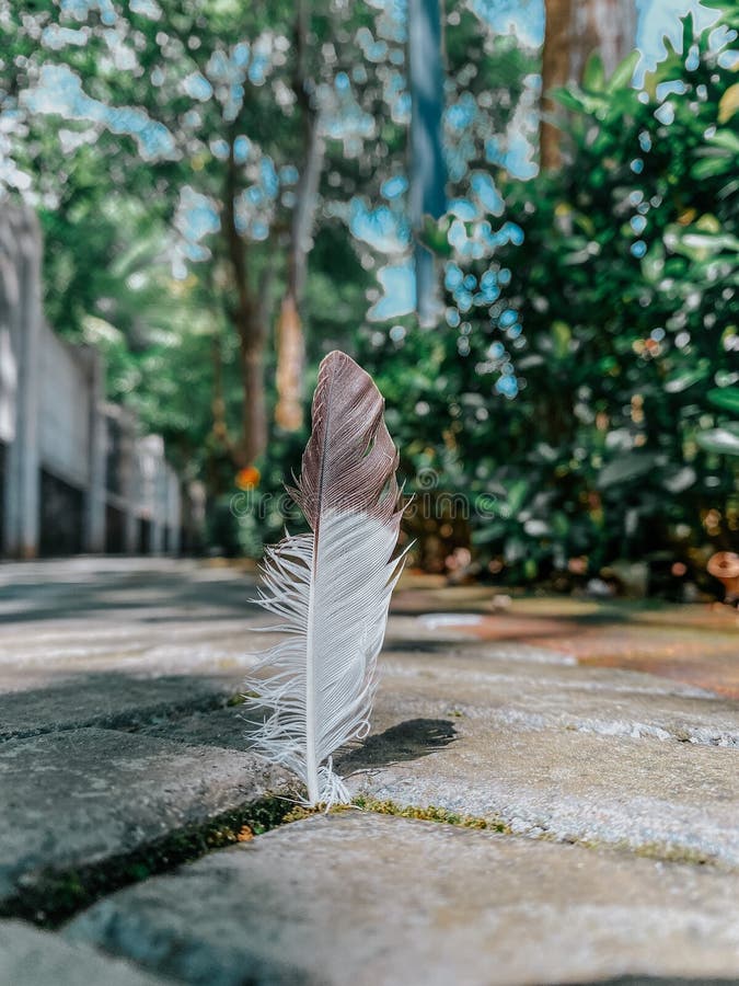 Feather in the sun stock image. Image of ground, animal - 257532263