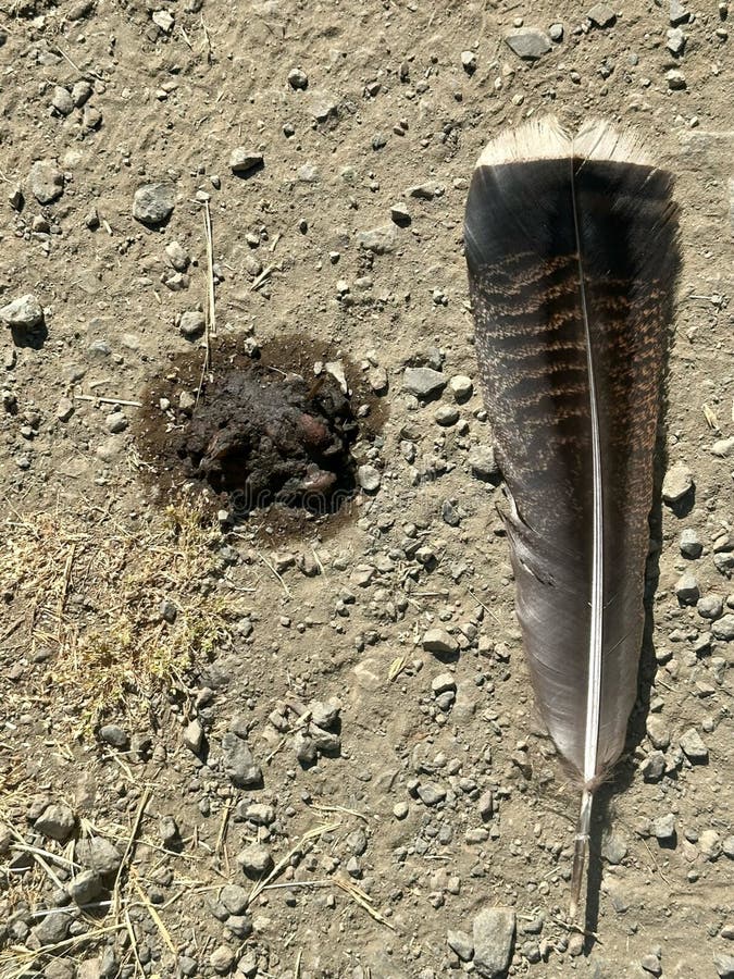 Feather on the ground stock image. Image of wood, asphalt - 406638981