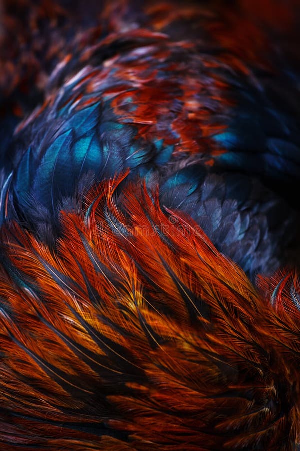 Feather group of some bird stock photo. Image of delicate - 38685566