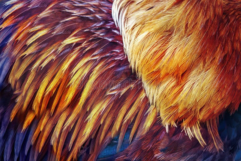 Feather group of some bird stock image. Image of elements - 17382223