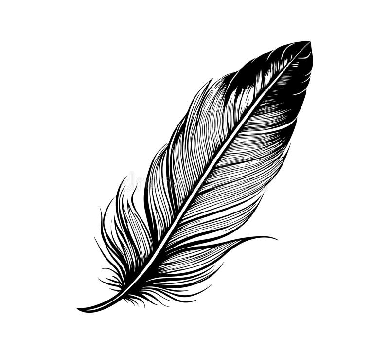 Feather Hand Draw Vector Graphic Asset Stock Illustration ...