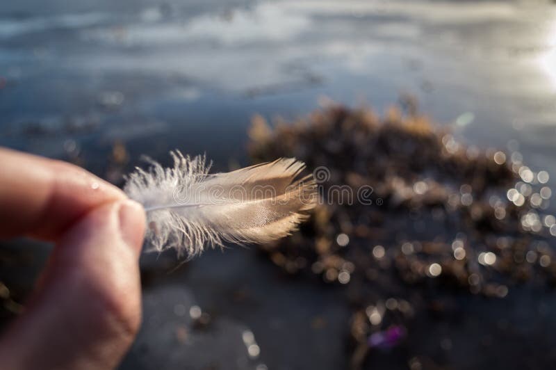 Feather in Hand stock image. Image of feather, pattern - 5707431