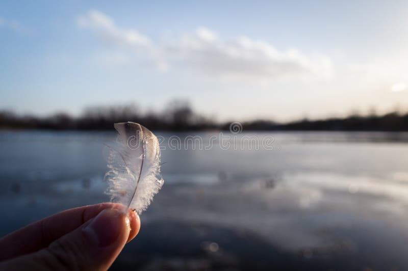 Feather in Hand stock image. Image of feather, pattern - 5707431
