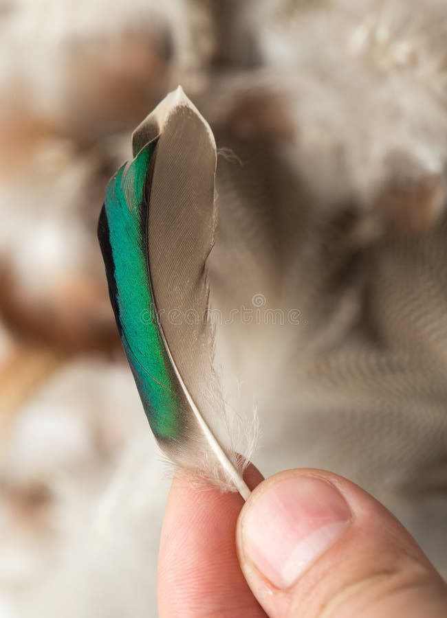 Feather in hand stock image. Image of hand, close, palm - 102687067