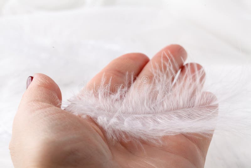 Feather in hands stock photo. Image of hands, hand, blue - 105658356