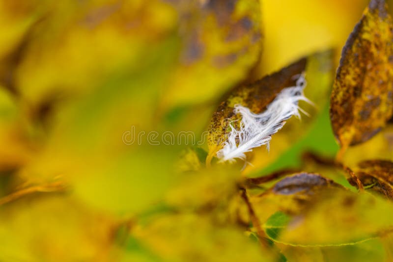 A Feather Hangs between Several Leaves in a Bush Stock Image - Image of ...