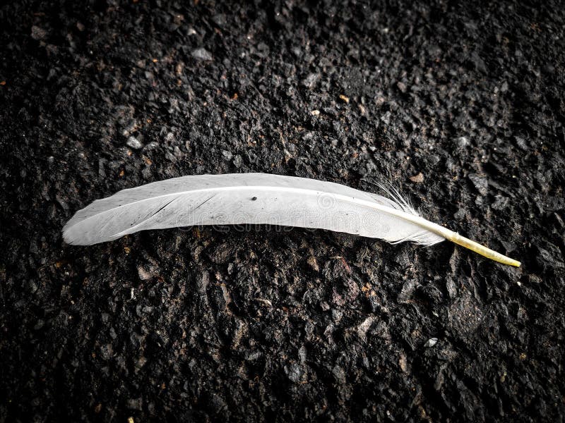 Feather that Have Fallen on the Dark Asphalt Road Surface Stock Photo ...