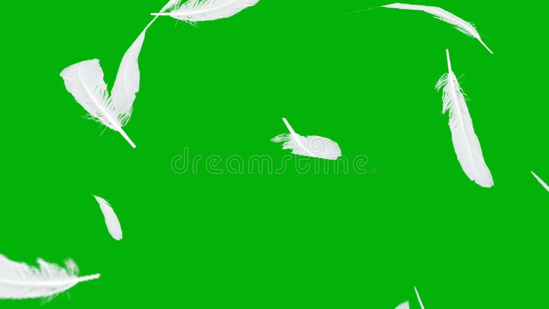 Feather High Quality Green Screen 4k Bacground Stock Footage - Video of ...