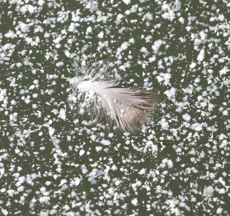 Feather on ice stock photo. Image of white, closeup - 105075702