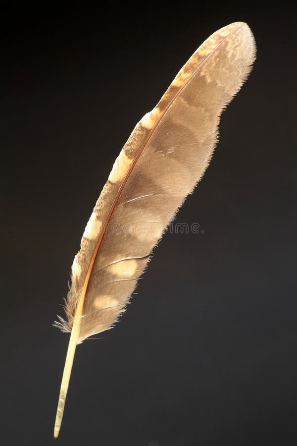 Feather of Japanese Scops Owl Stock Photo - Image of feather, scops ...