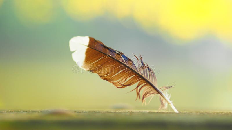 Feather stock image. Image of picnic, feather, bird, peace - 33585627