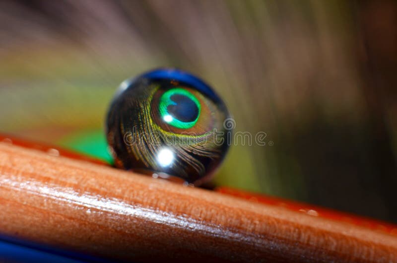 Peacock stock photo. Image of peacock, feathers, animals - 66367746