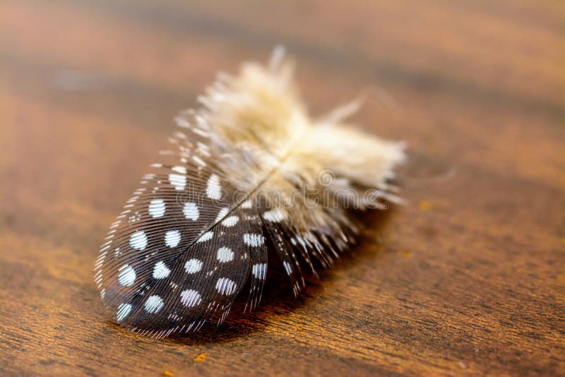 Feather leaf stock image. Image of padded, soft, build - 49641165