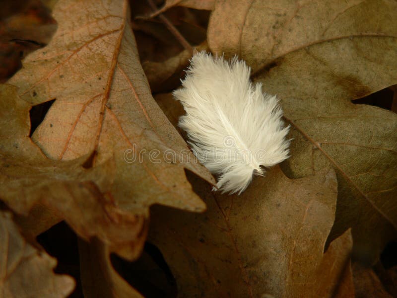 Feather and Leaves stock photo. Image of fall, stem, floor - 450856