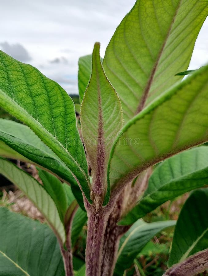 Feather Leaves are Called, Wild Plants Grow in the Universe, really ...