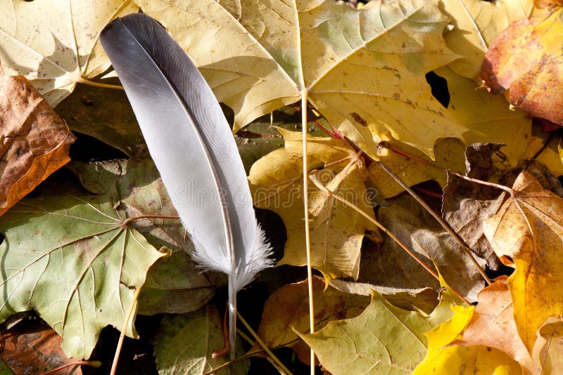 Feather on leaves stock image. Image of migration, heat - 47395037