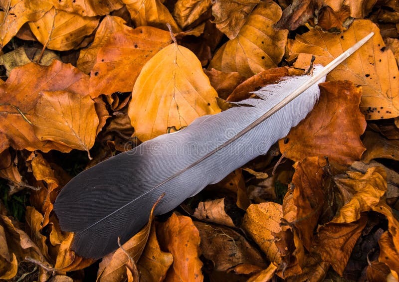 Feather and Leaves stock photo. Image of fall, stem, floor - 450856