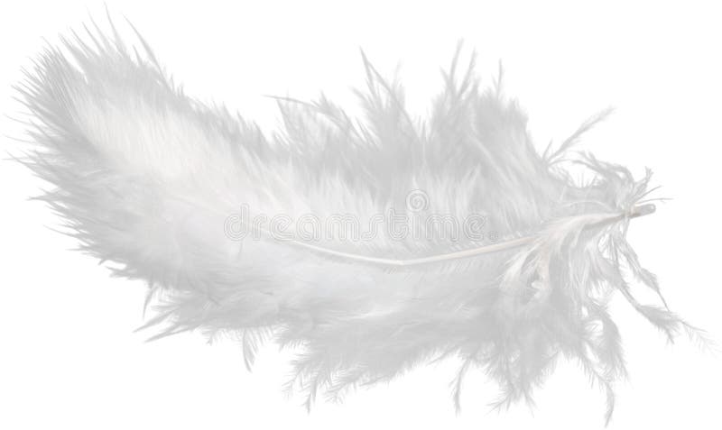 White Feather Isolated stock photo. Image of lightweight - 118170988