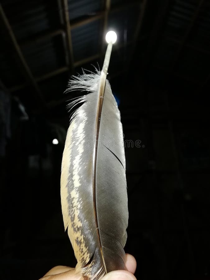 Feather stock photo. Image of scene, feather, light - 127607130