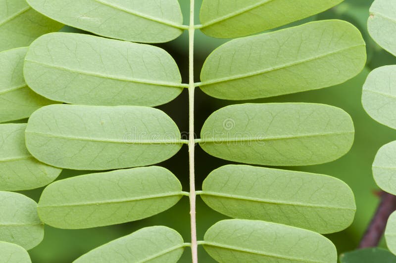 Feather-like leaves stock photo. Image of macro, garden - 35594498