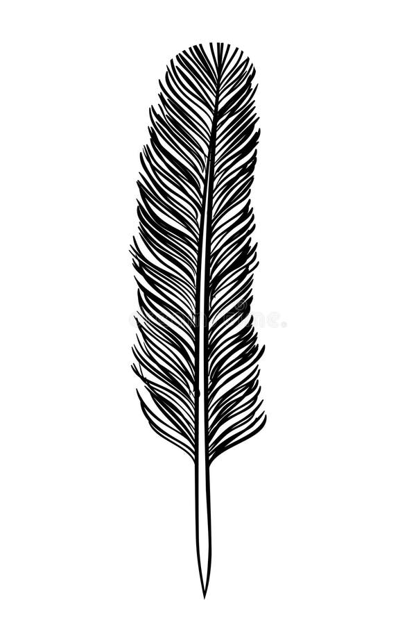 Feather line stock vector. Illustration of pattern, plume - 349035370