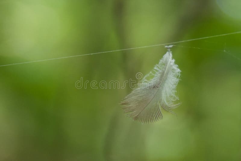 Feather stock photo. Image of scene, green, meadow, trees - 43978540