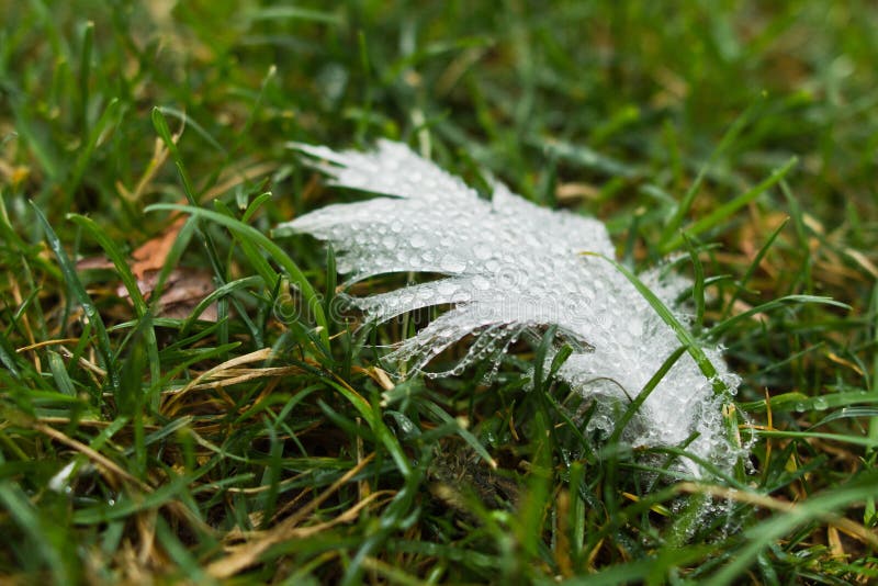 Feather lying on the grass stock photo. Image of nature - 26410314