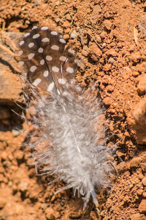 A Feather Lying on the Ground Stock Photo - Image of fowl, soil: 220463940
