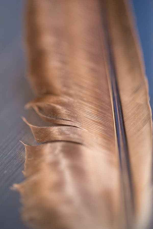 Feather stock image. Image of abstract, feather, bird - 44864509