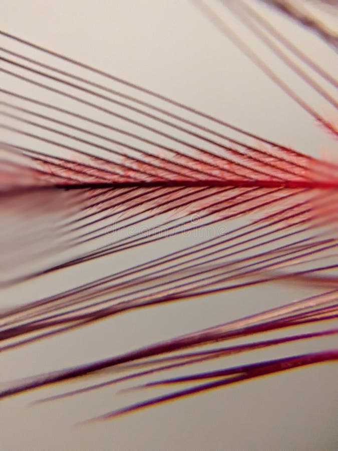 Feather in Macro Photography Red Stock Image - Image of design, feather ...