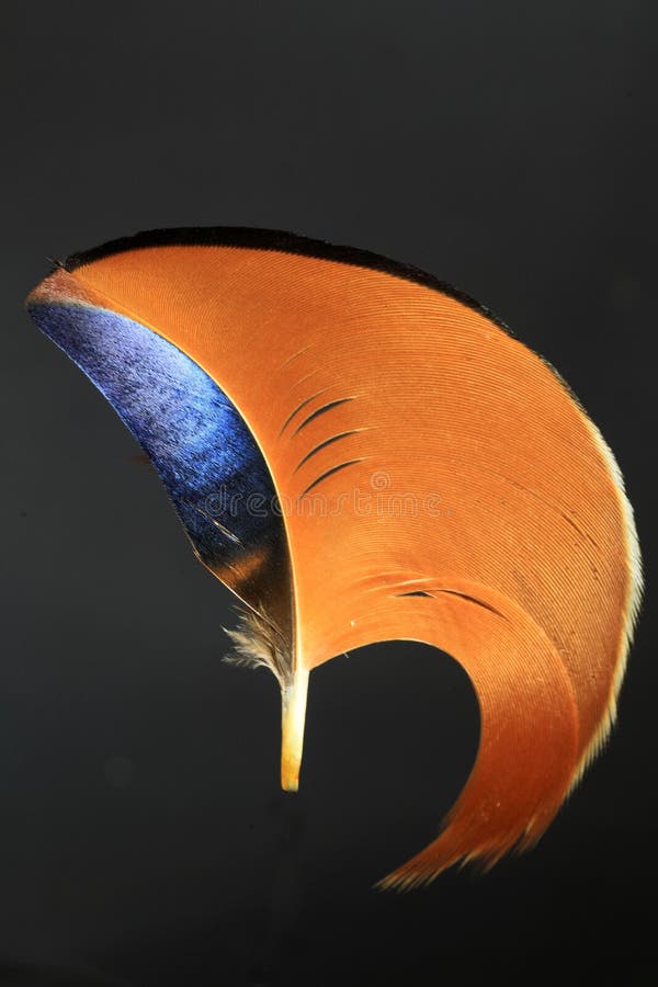 Feather of Mandarin Duck stock photo. Image of close - 53116518