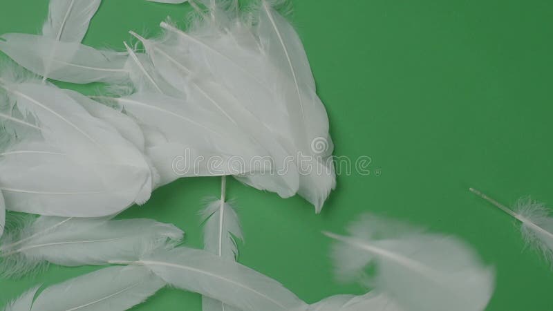 Feather Movement on a Green Screen Chroma Key Background Stock Video ...