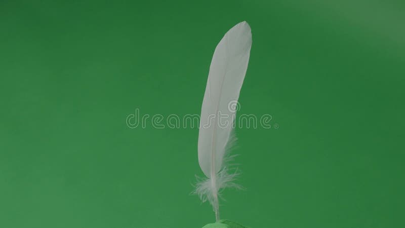 Feather Movement on a Green Screen Chroma Key Background Stock Footage ...