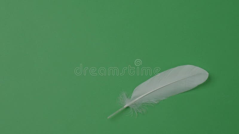 Feather Movement on a Green Screen Chroma Key Background Stock Footage ...