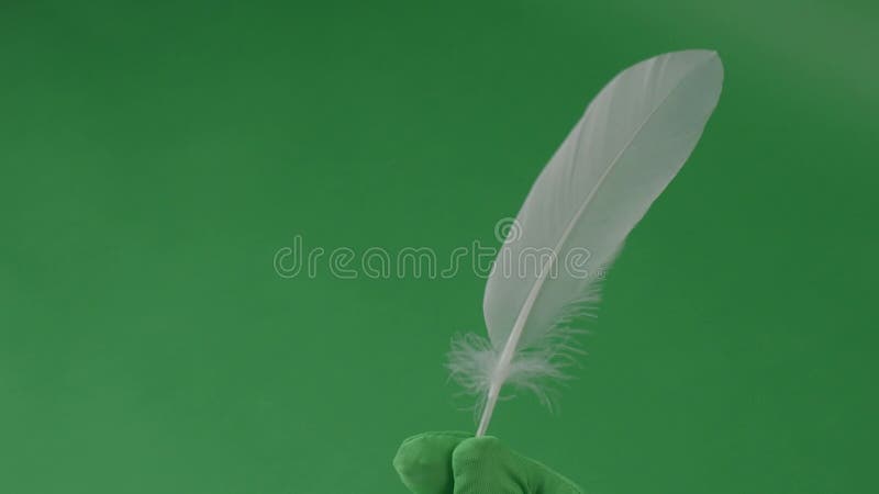 Feather Movement on a Green Screen Chroma Key Background Stock Video ...