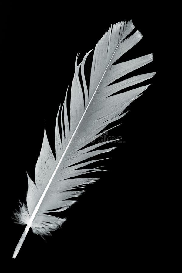 Feather stock image. Image of nature, light, feather - 37438655