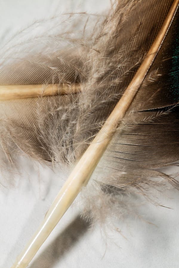 Feather Overlay stock photo. Image of pattern, quill - 354068870