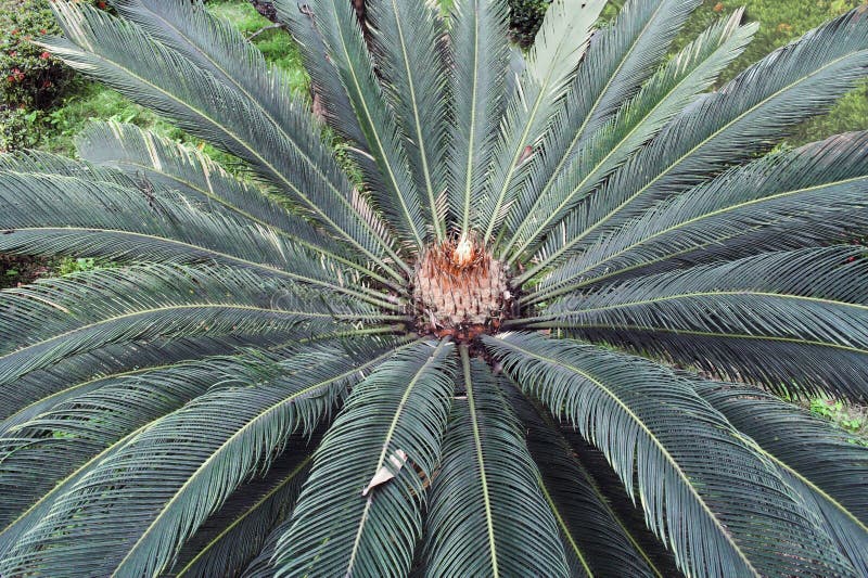 Feather palm tree stock image. Image of climate, radial - 558537